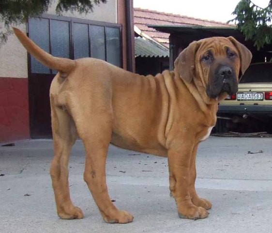 Canary Dog - Minik Dostum