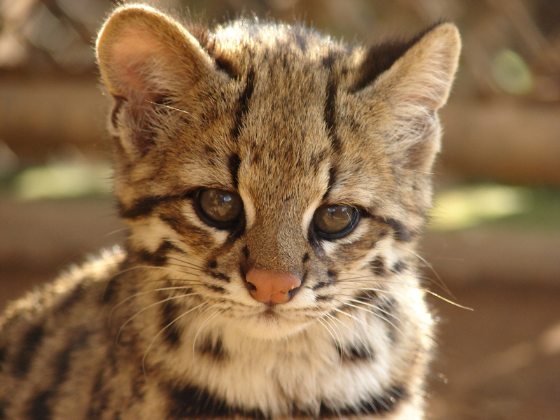 Mojave Spotted (Mojave Desert Cat) - Minik Dostum