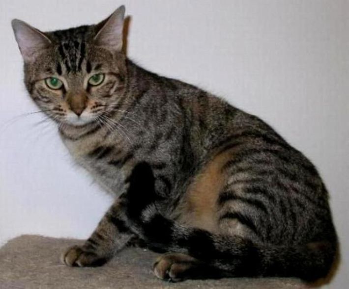 Mojave Spotted (Mojave Desert Cat) - Minik Dostum