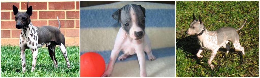 Cornish Rex - MİNİK DOSTUM