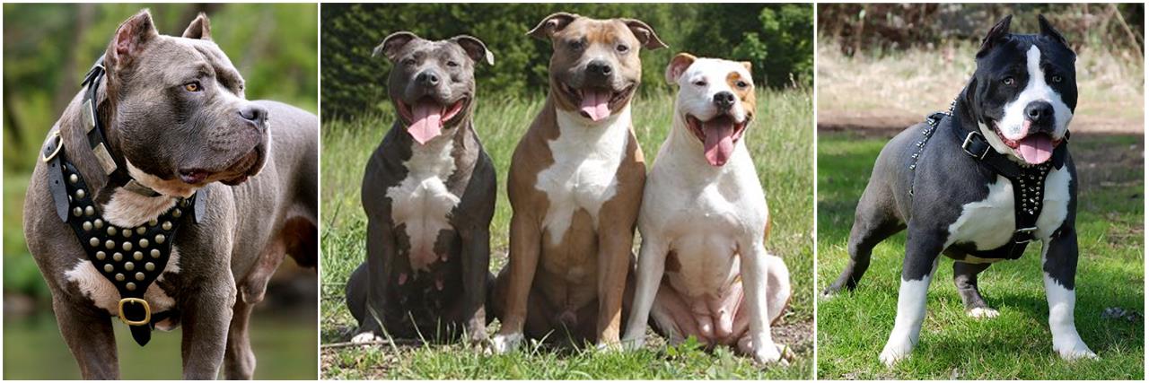 Cornish Rex - MİNİK DOSTUM