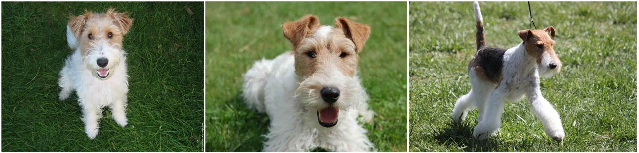 Cornish Rex - MİNİK DOSTUM